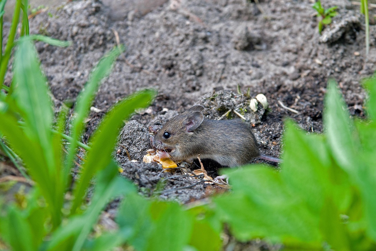 Arvicole nell'orto: la pianta repellente che le tiene lontane dalle radici
